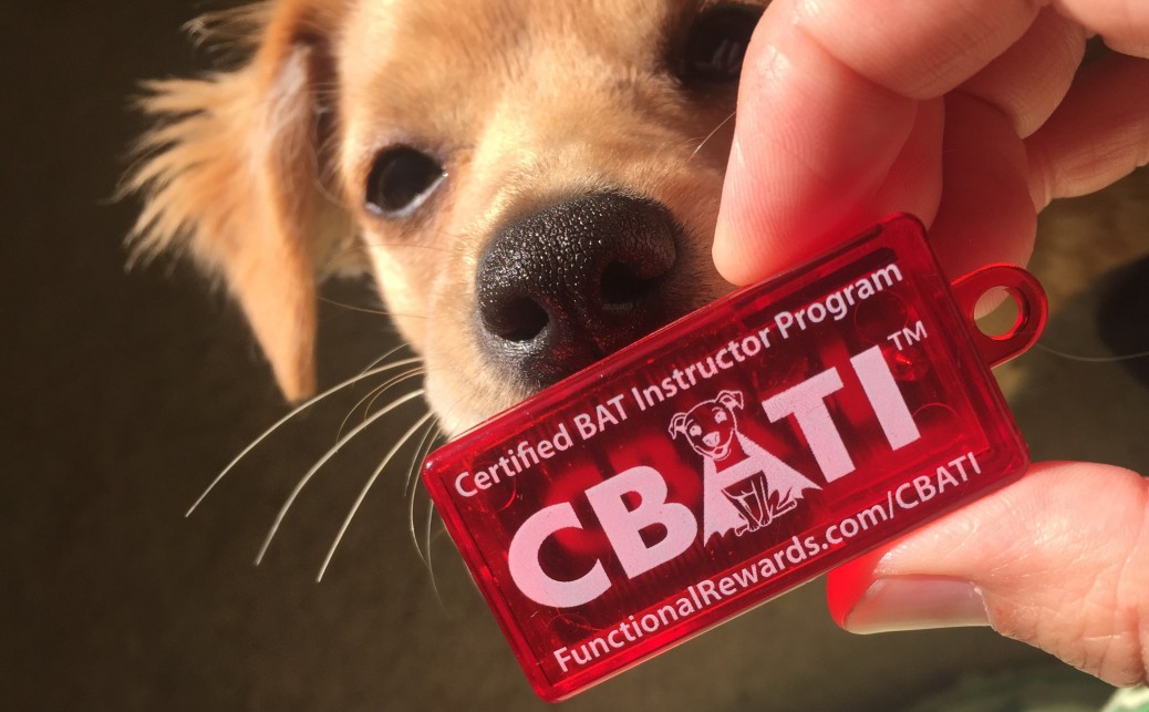 What is Clicker Training? How Do You Use It to Train a Dog? - Grisha ...