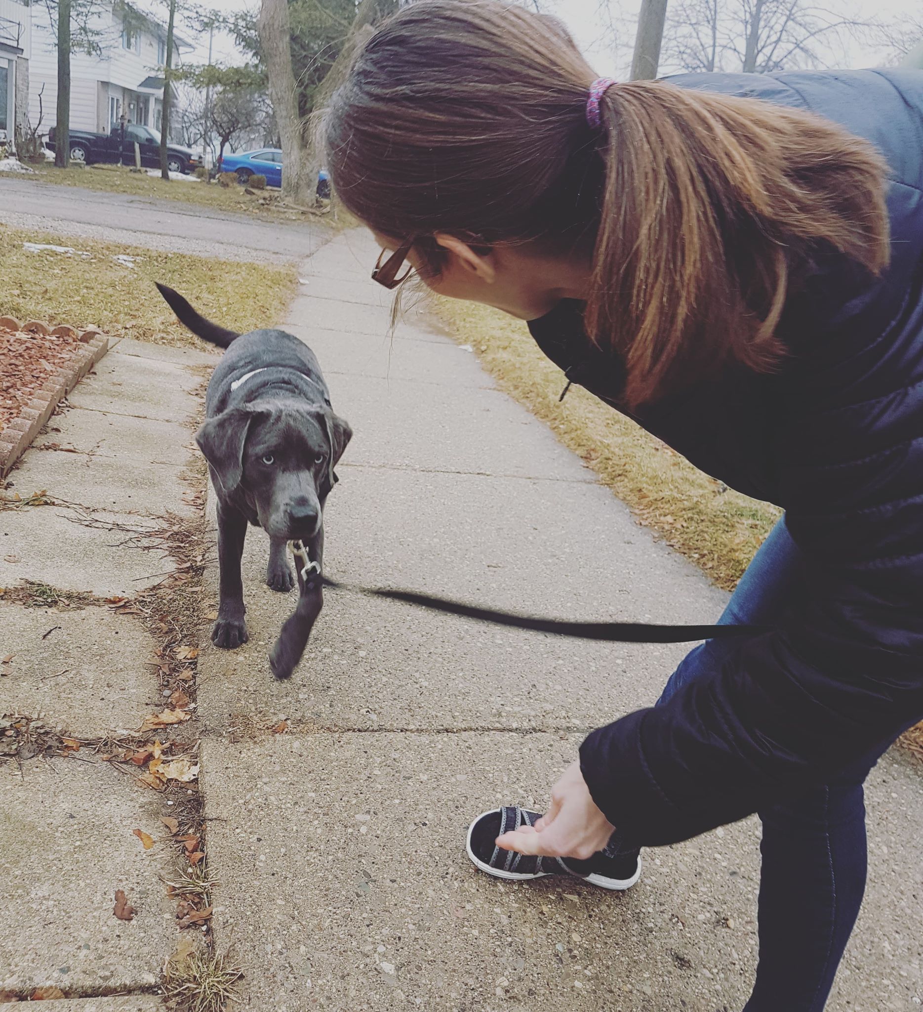 BAT Even Helps Service Dog Teams Walk Better! - Grisha Stewart